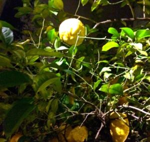 Candied Greek Citron